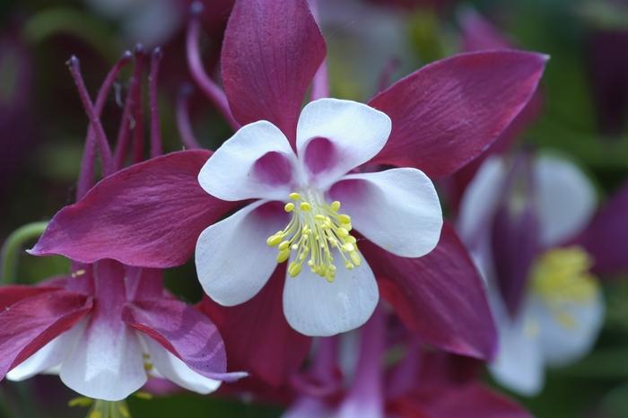Aquilegia 'Biedermeier Mix' Columbine from Grower Website Two